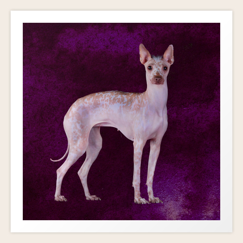 Are Peruvian Inca Orchids Good Dogs