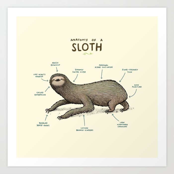 Anatomy of a Sloth Art Print by Sophie Corrigan | Society6