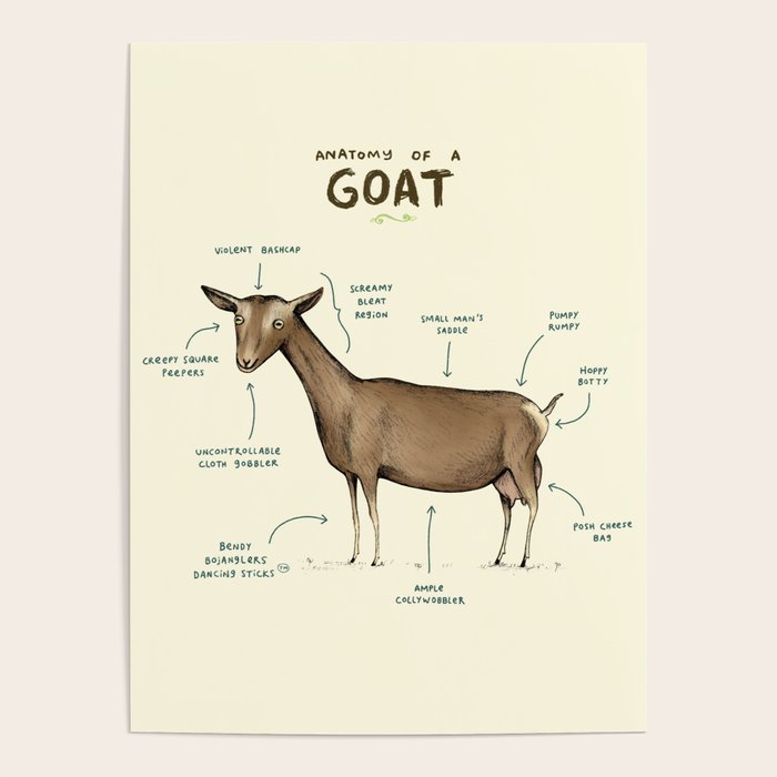 goat antomy