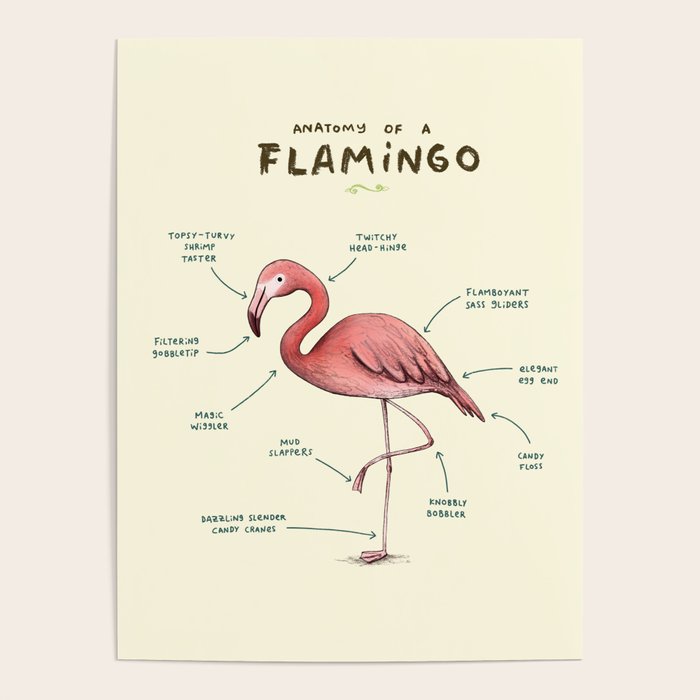 Anatomy of a Flamingo Poster by Sophie Corrigan | Society6