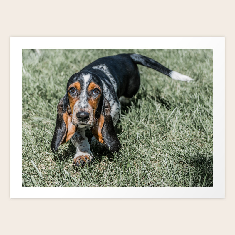 Is Droopy A Basset Hound