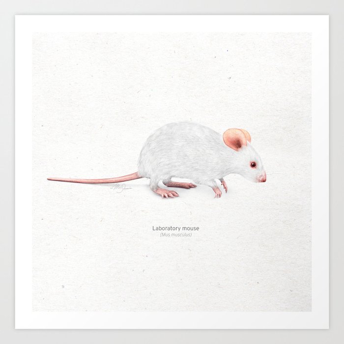 Lab Mouse Drawing