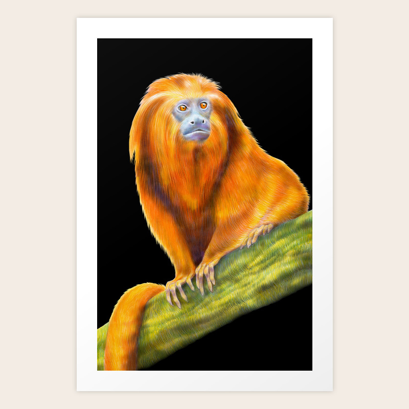 Golden Lion Tamarin Drawing
